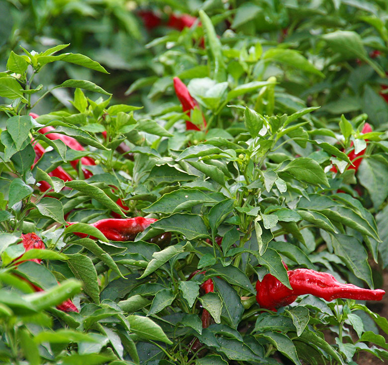 Peperoni Igp Senise, in Basilicata contributi alle aziende per ...
