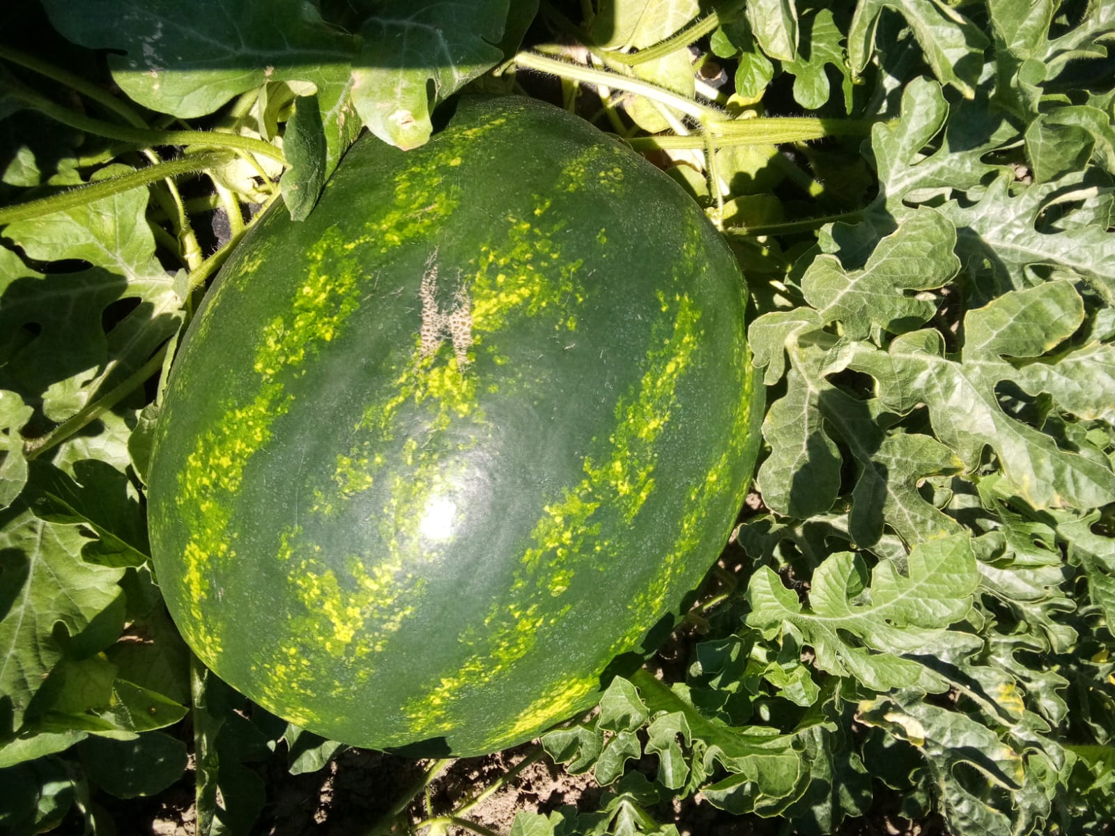 L'anguria di Crotone che allieta le tavole del Sud Italia anche in ...