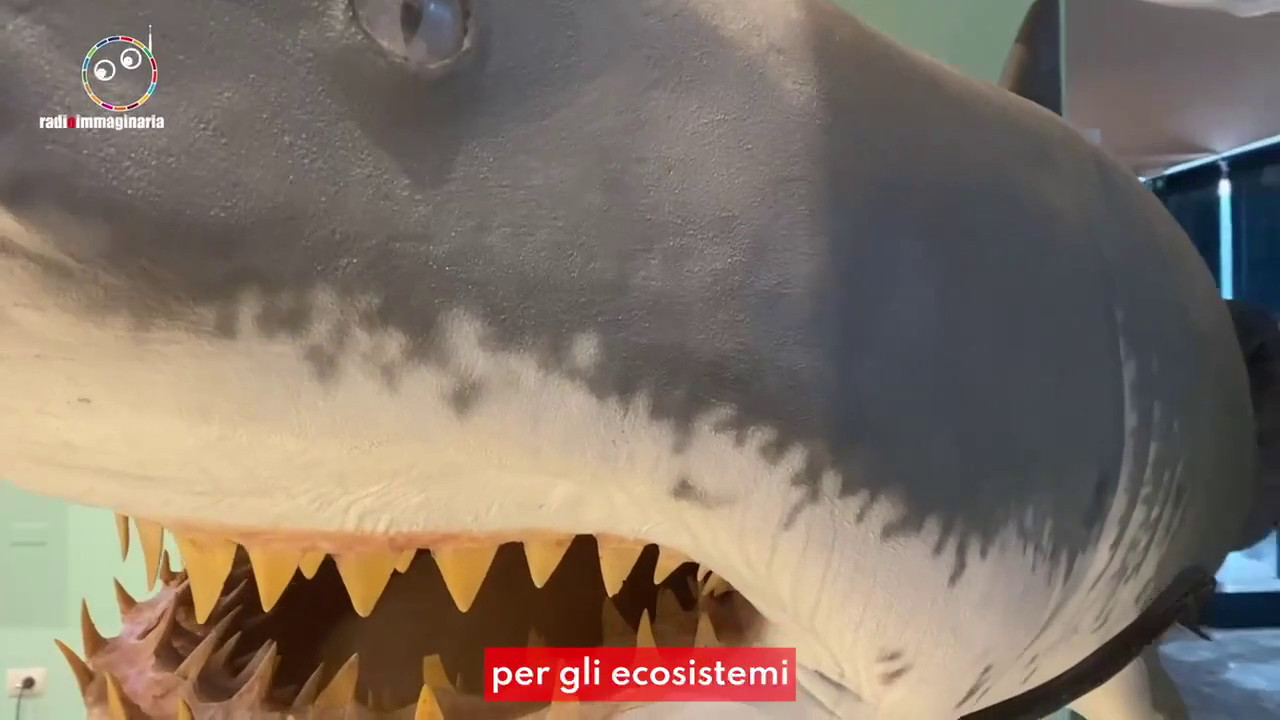 Tante piccole cose per salvare il mare, ecco quali sono Tante piccole cose per salvare il mare, ecco quali sono